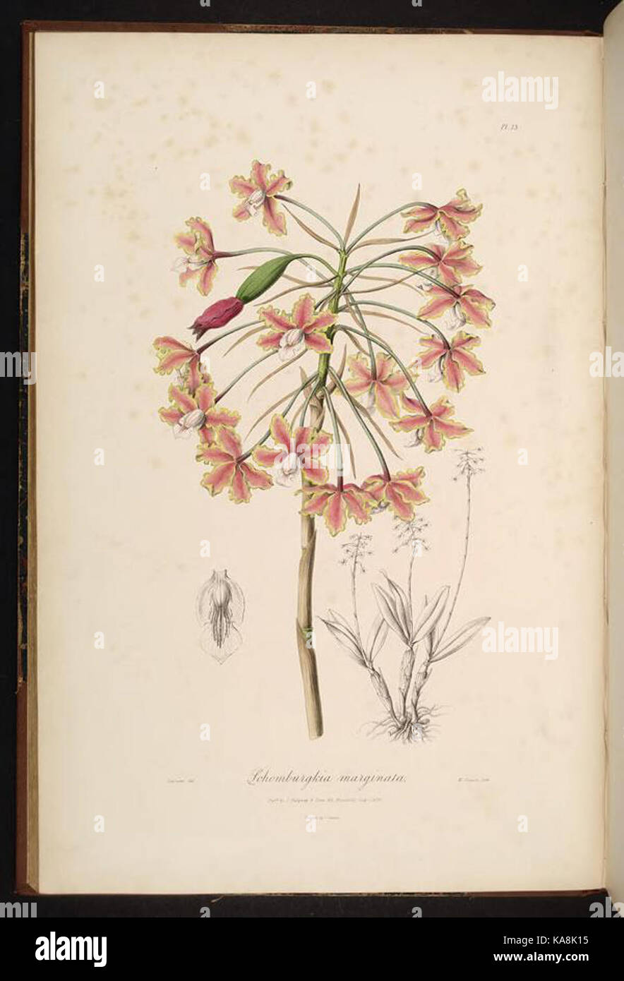 Sertum orchidaceum (Pl. 13) BHL269851 Stock Photo - Alamy