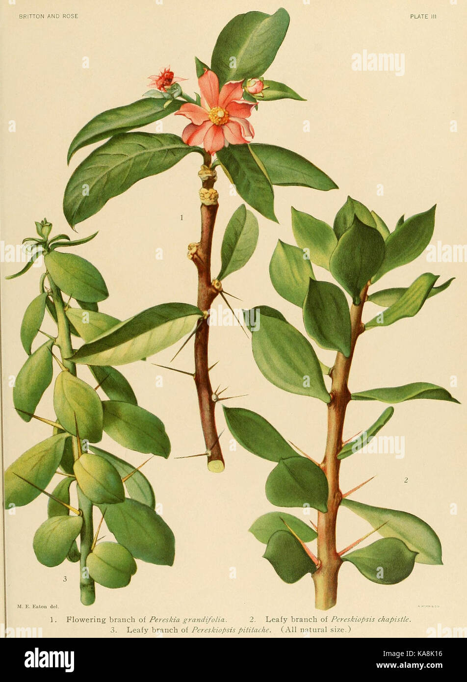 'The Cactaceae' is a botanical study on the cactus family, with Plate ...