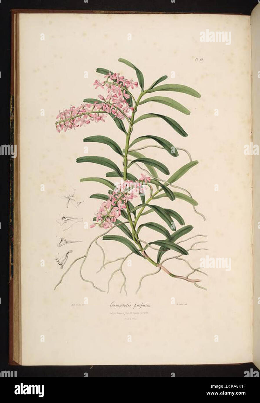 Sertum orchidaceum (Pl. 19) BHL269887 Stock Photo - Alamy