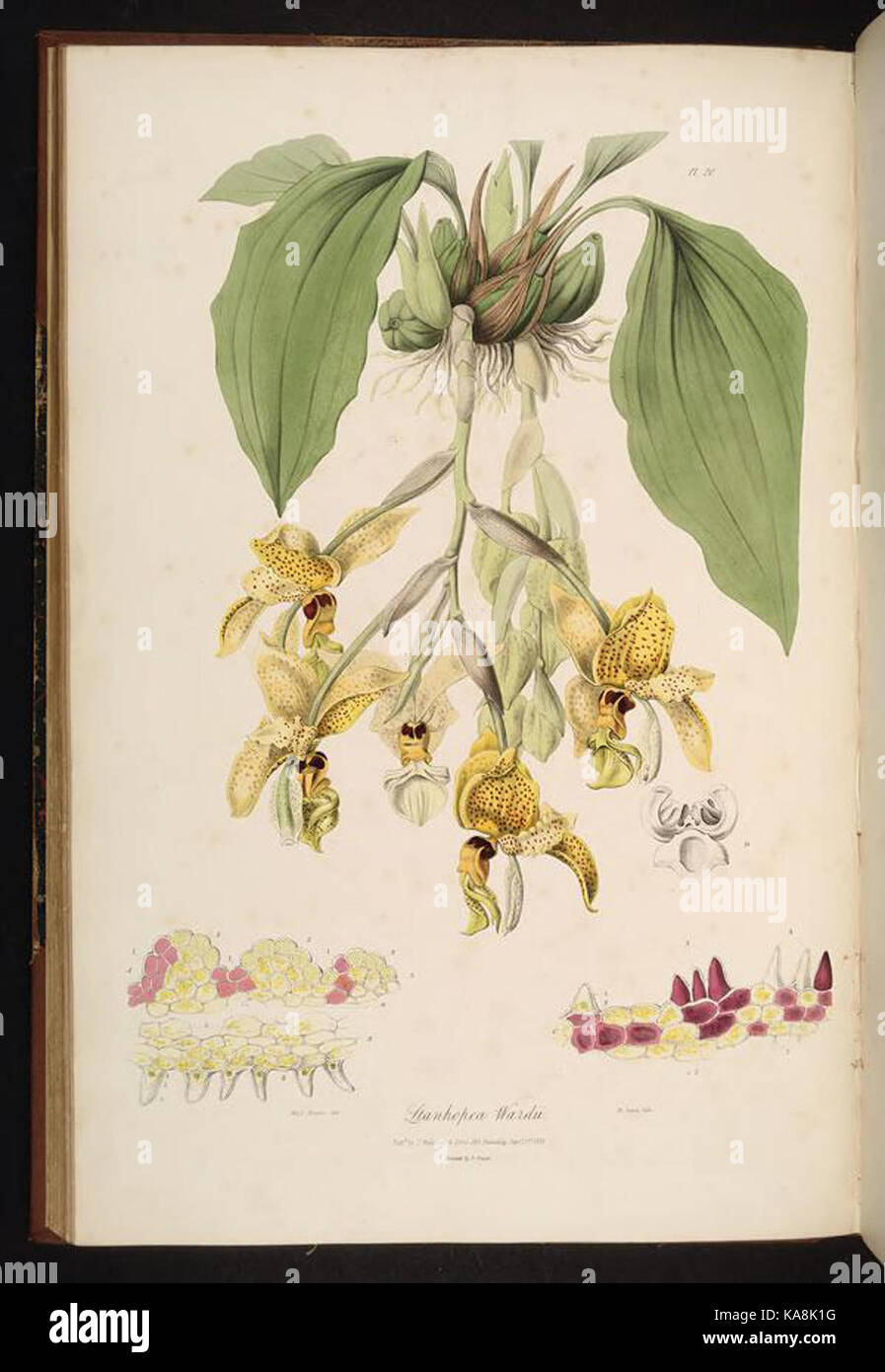 Sertum orchidaceum (Pl. 20) BHL269893 Stock Photo - Alamy
