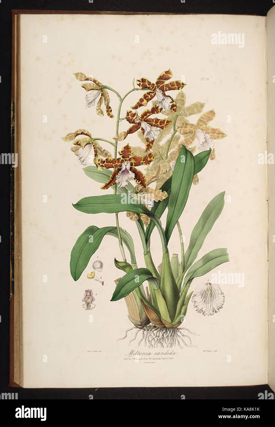 Sertum orchidaceum hi-res stock photography and images - Alamy