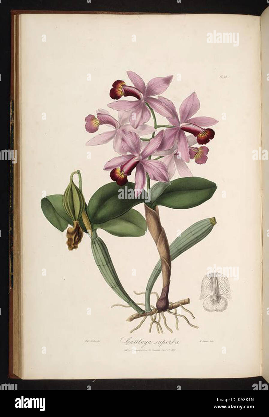 Sertum orchidaceum hi-res stock photography and images - Alamy