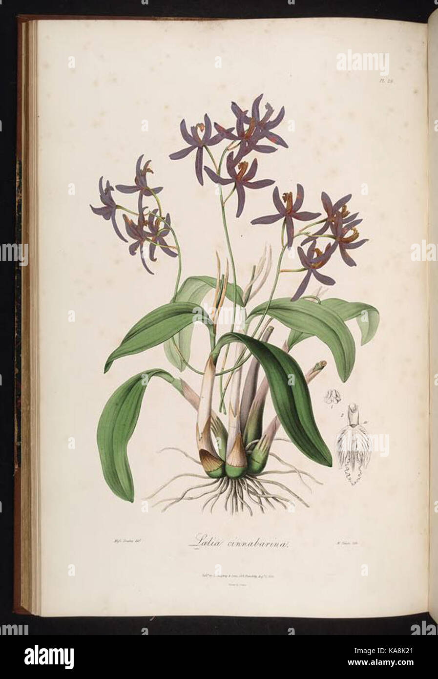 Sertum orchidaceum hi-res stock photography and images - Alamy