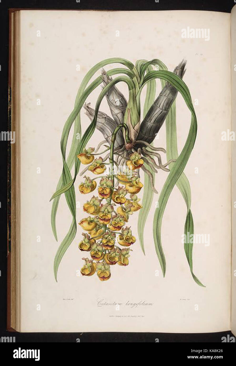 The illustration titled 'Sertum orchidaceum' (Plate 31) from the BHL ...