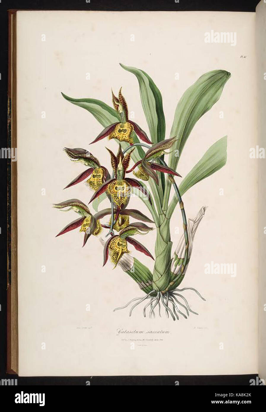 Sertum orchidaceum (Pl. 41) BHL270021 Stock Photo - Alamy