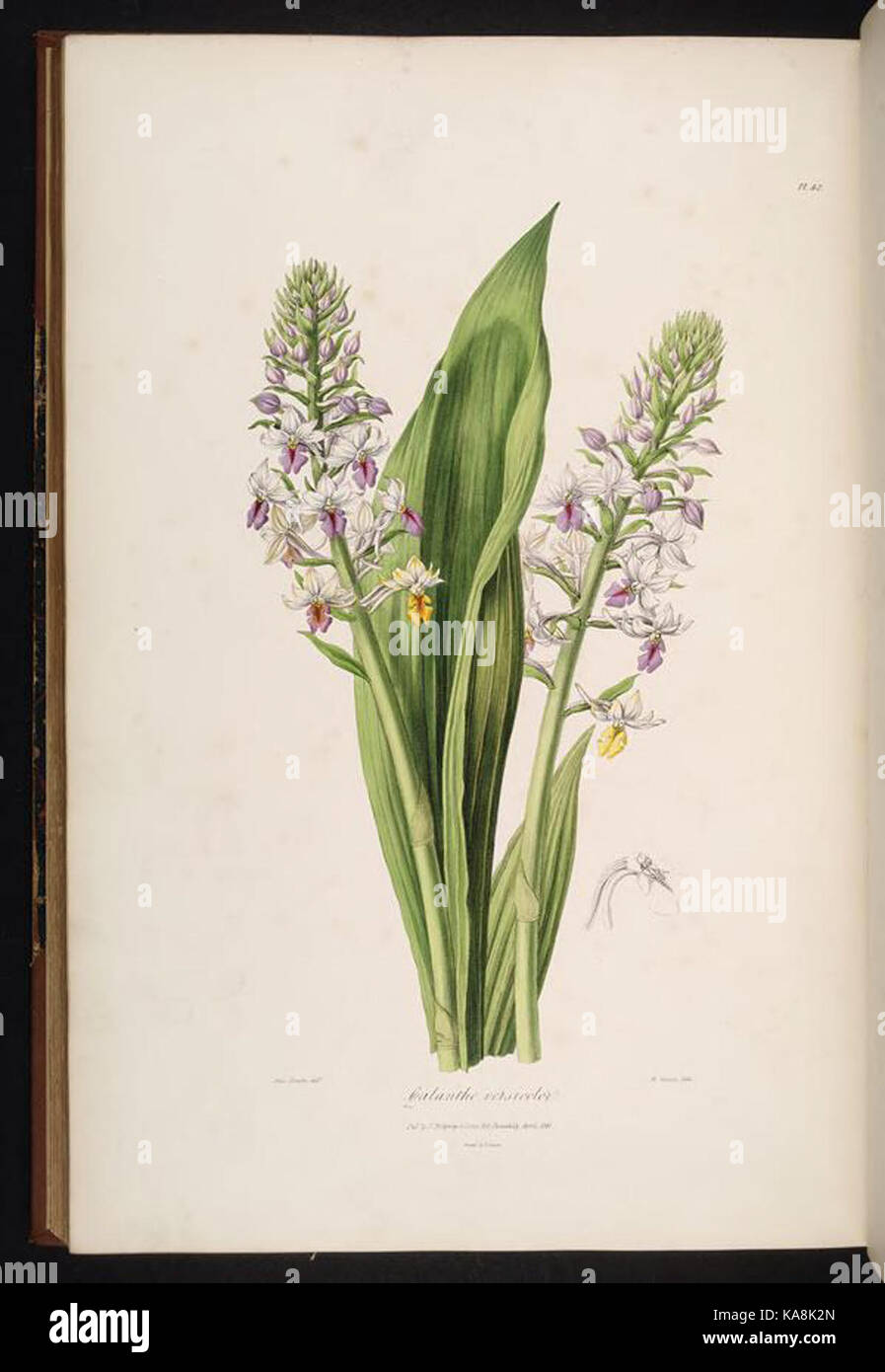 Sertum orchidaceum (Pl. 42) BHL270027 Stock Photo - Alamy