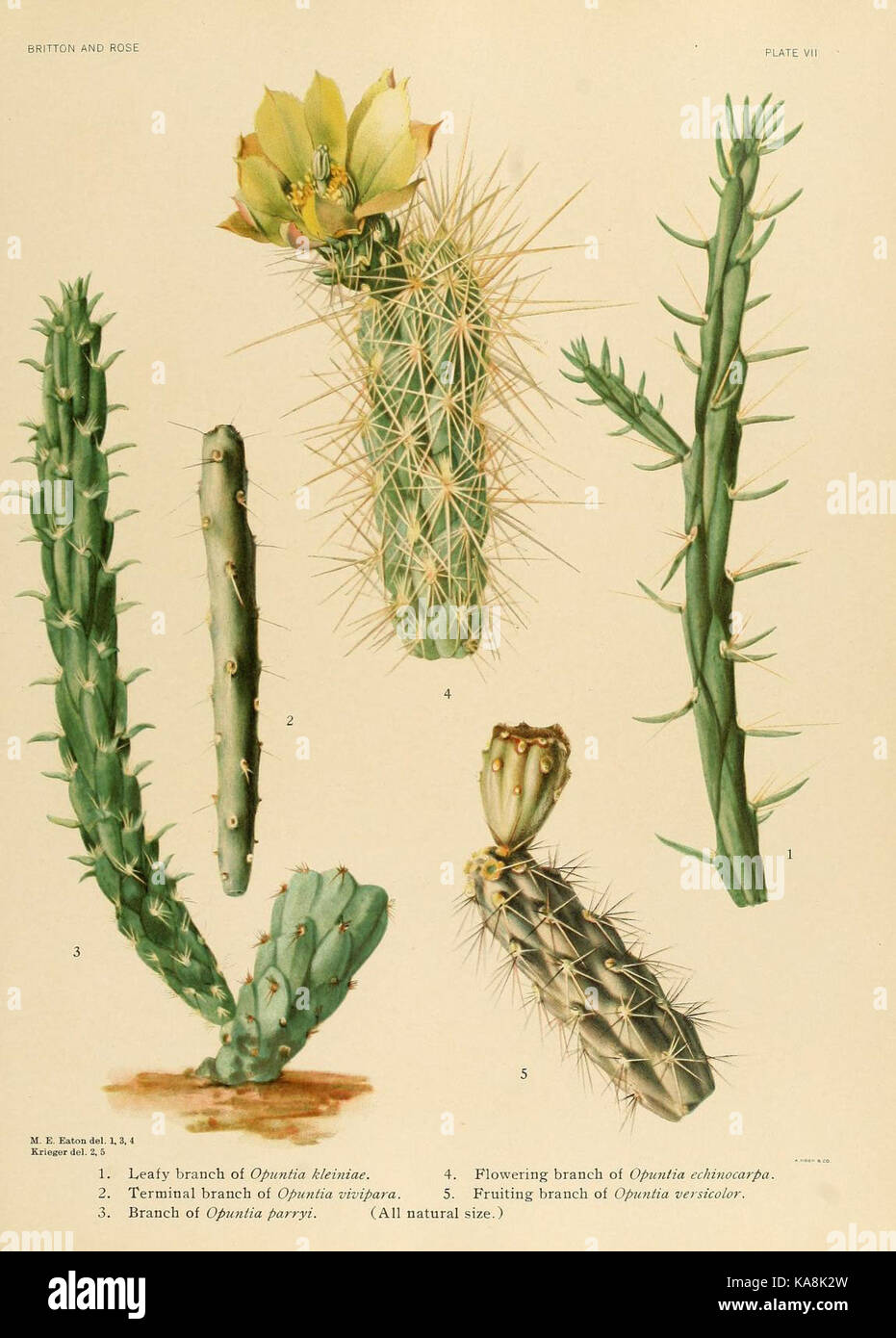 Plate VII from *The Cactaceae* illustrates various species of cacti ...