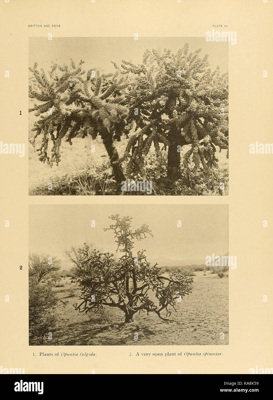 Cactaceae classification pictorial works hi-res stock photography and ...