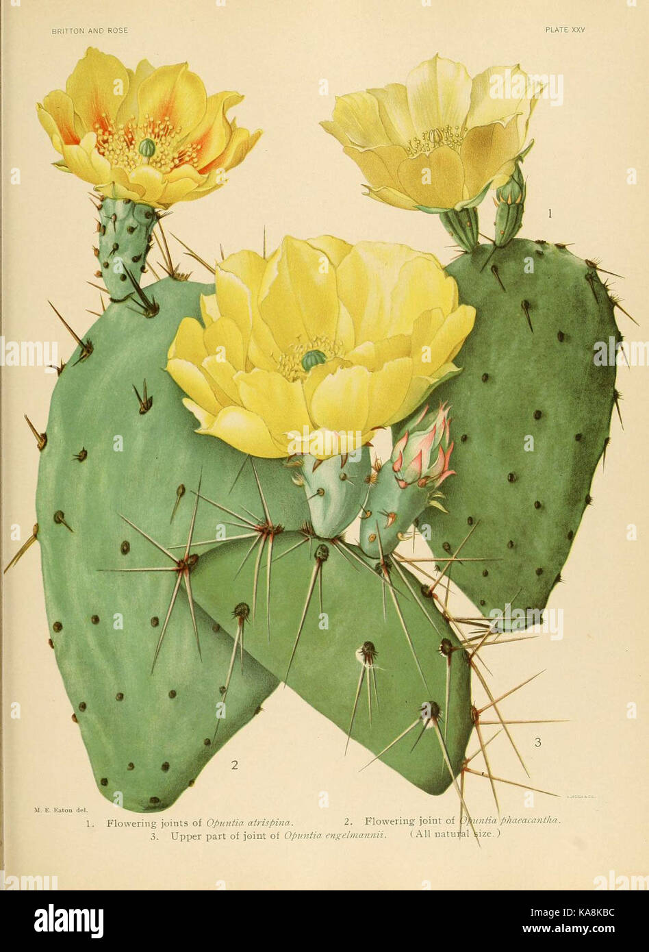 Cactaceae classification pictorial works hi-res stock photography and ...