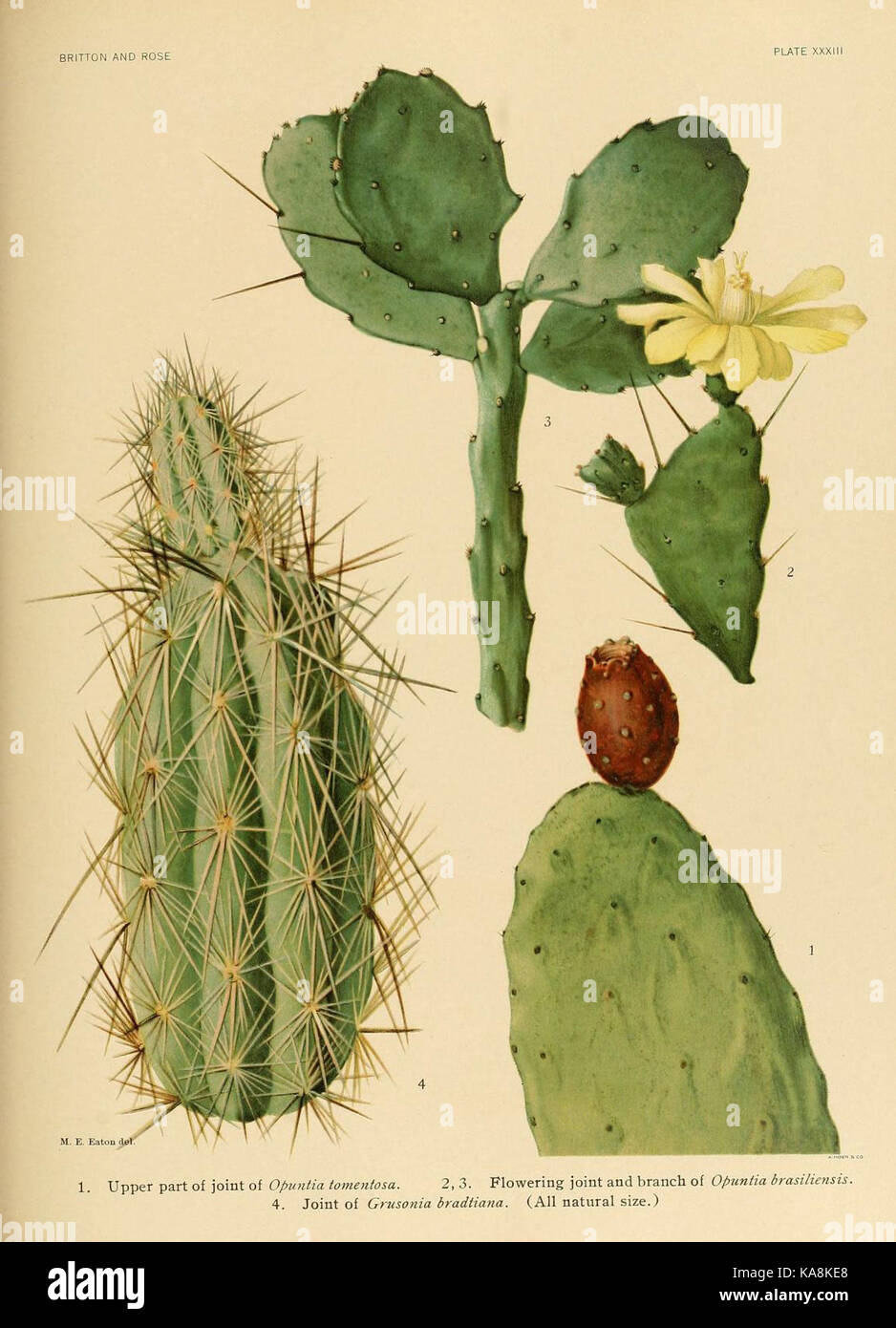 Cactaceae classification pictorial works hi-res stock photography and ...