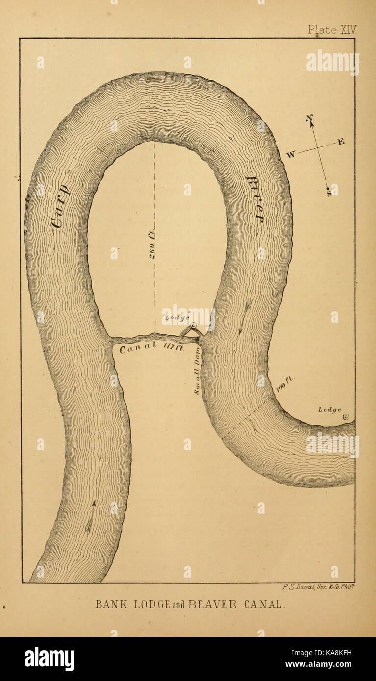 An illustration of the American beaver, showing its natural habitat and ...