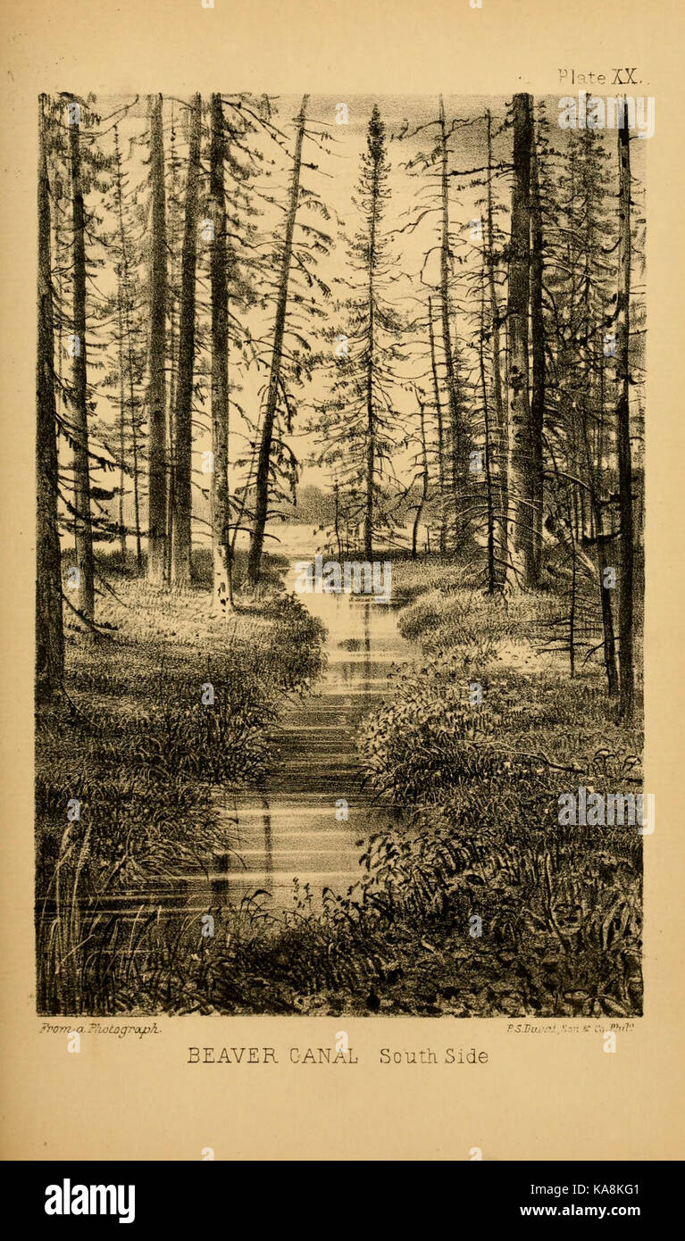 *The American Beaver and His Works* is an exploration of the beaver's ...