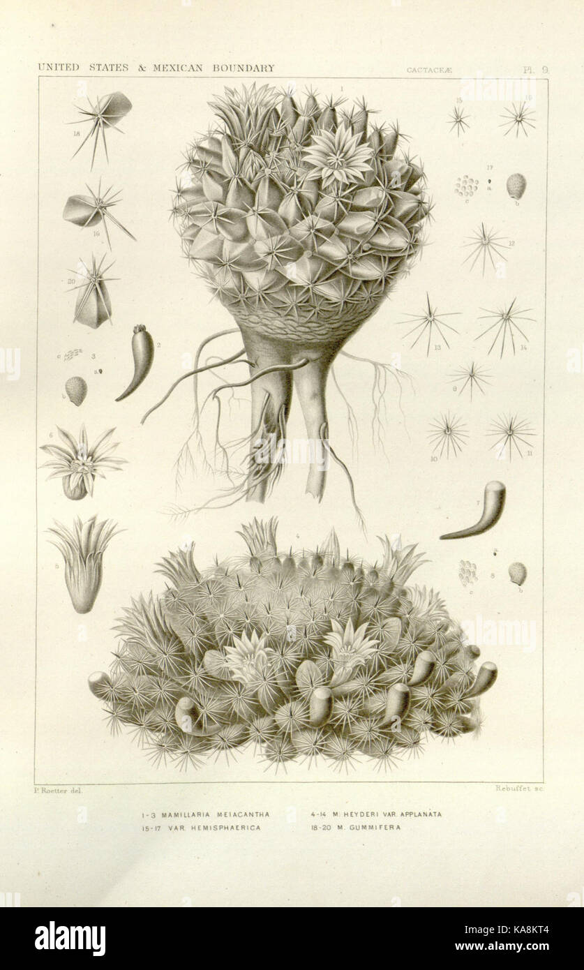 This botanical illustration by George Engelmann, compiled for Henry ...