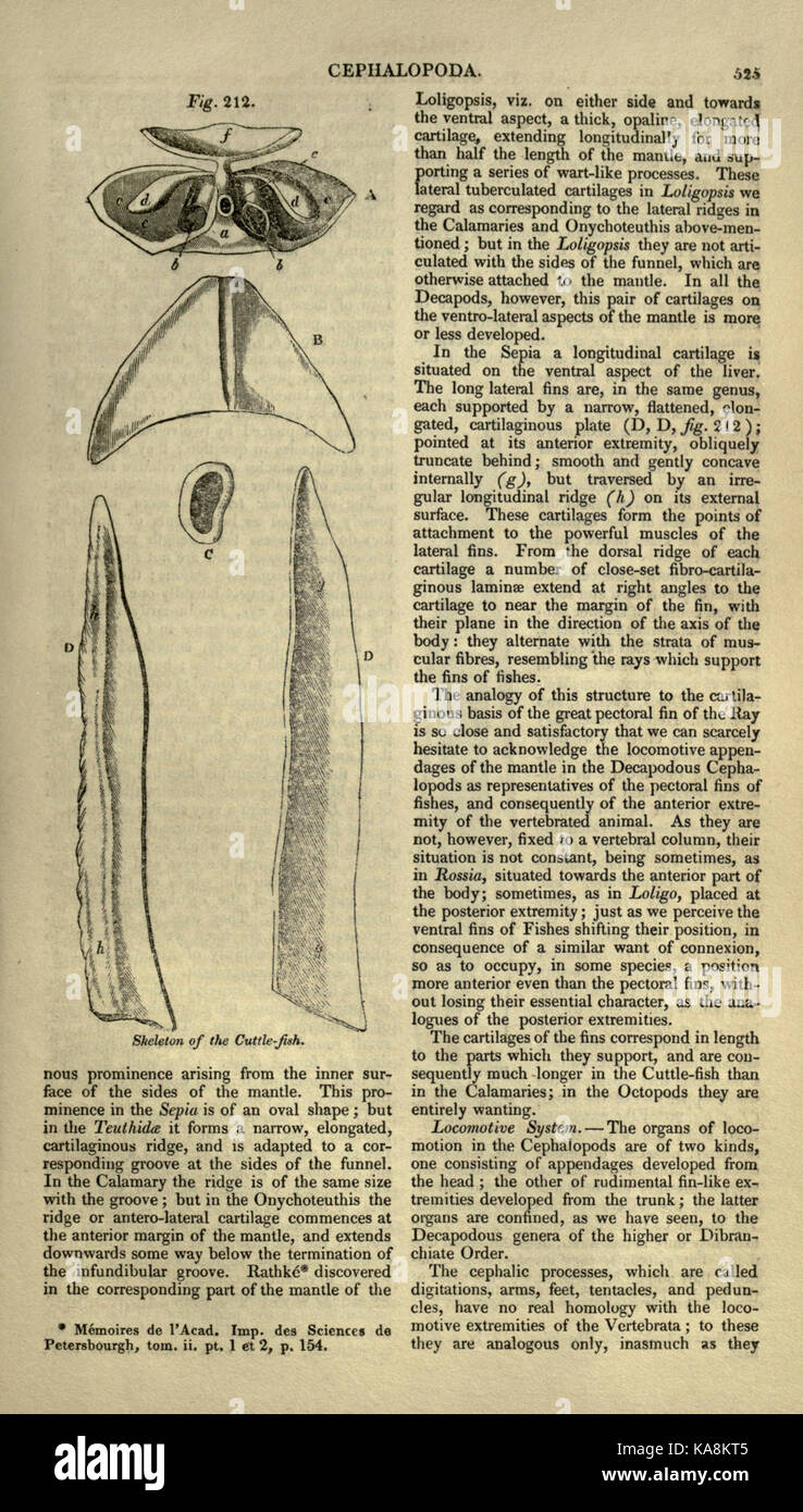 Cyclopædia of anatomy hi-res stock photography and images - Alamy