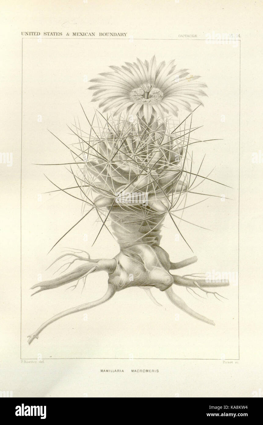 The botanical works of the late George Engelmann, collected for Henry ...