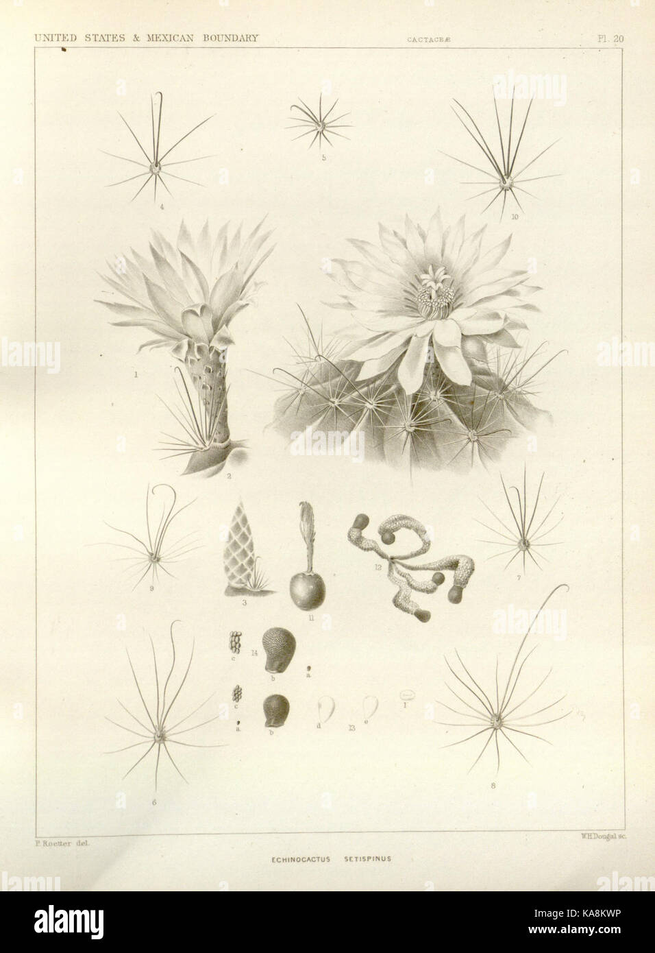 The botanical works of George Engelmann, collected for Henry Shaw ...