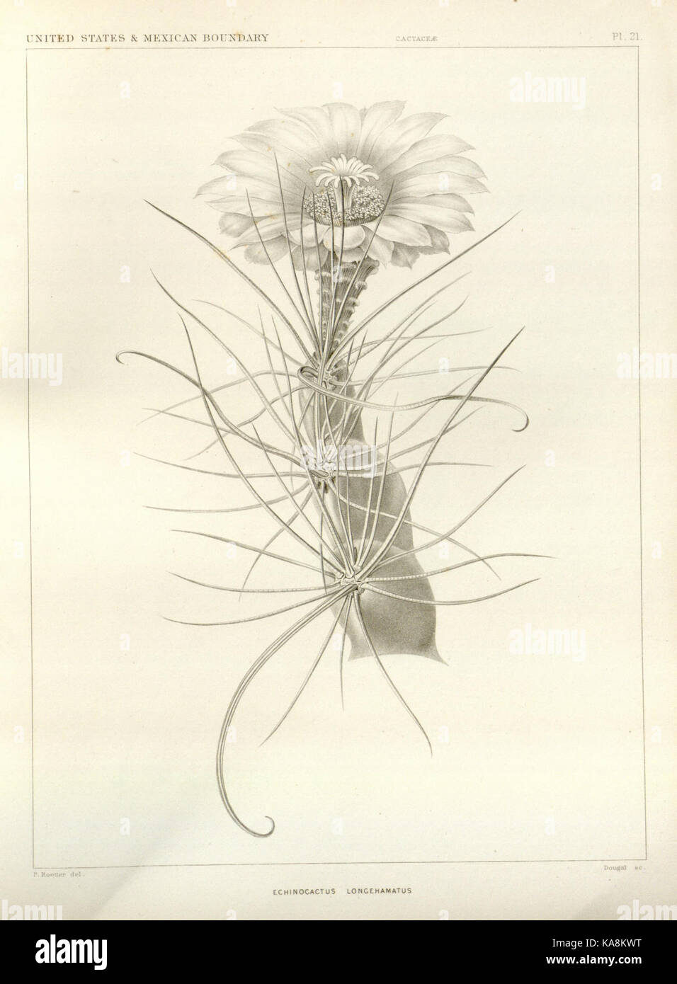 The botanical works of the late George Engelmann, collected for Henry ...
