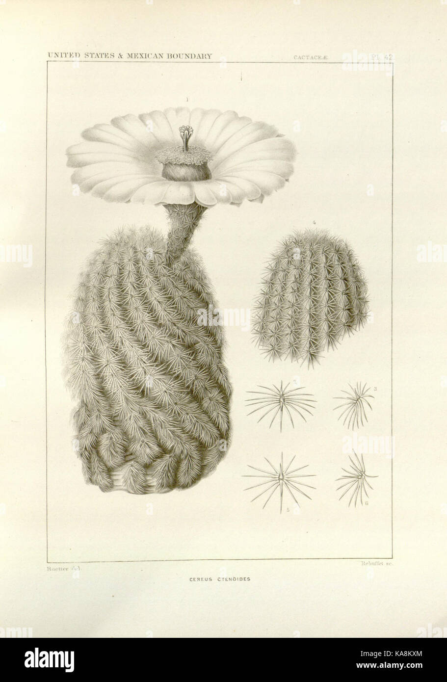 The botanical works of the late George Engelmann, collected for Henry ...