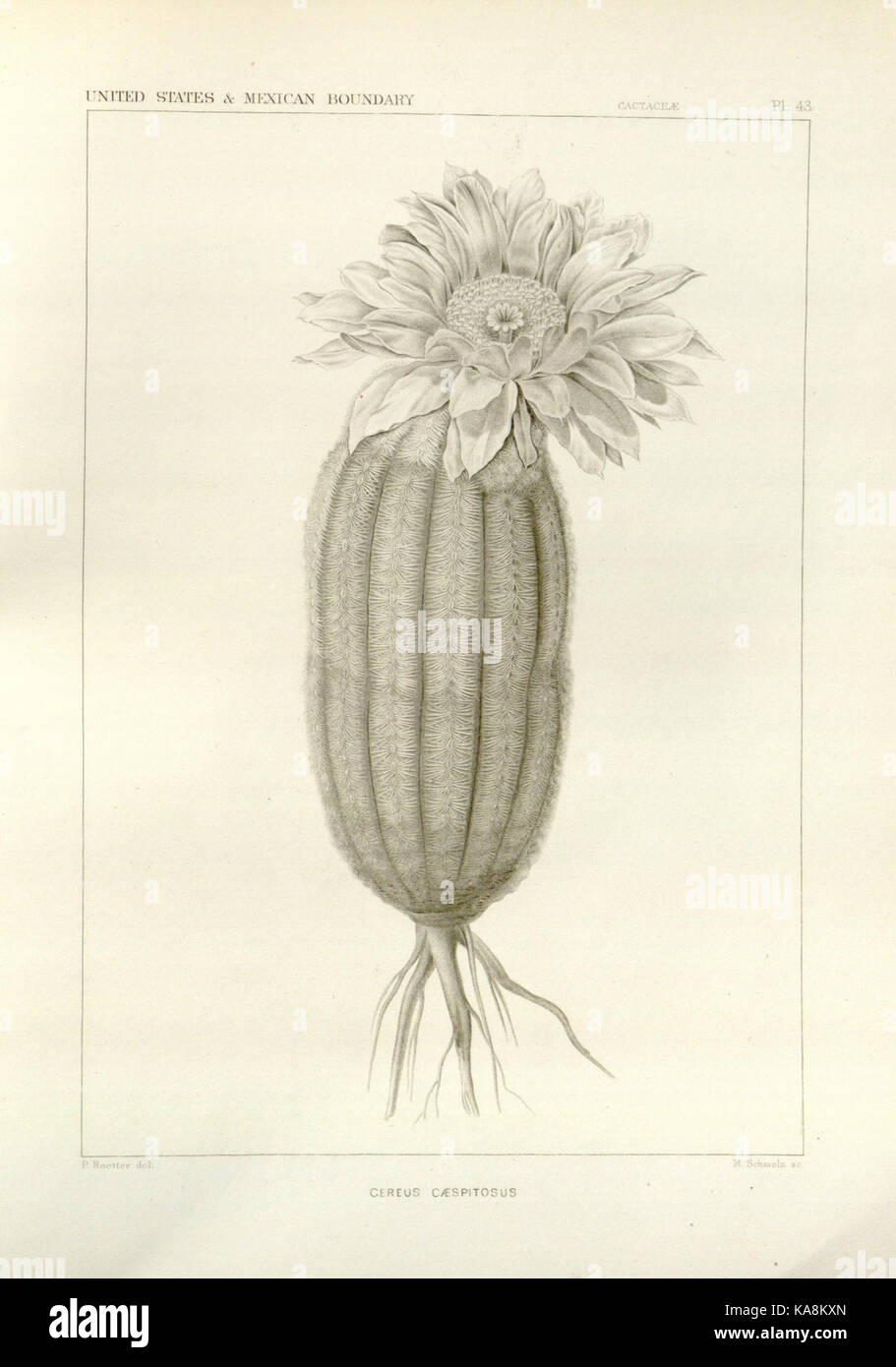 This botanical work features the collected plants of George Engelmann ...
