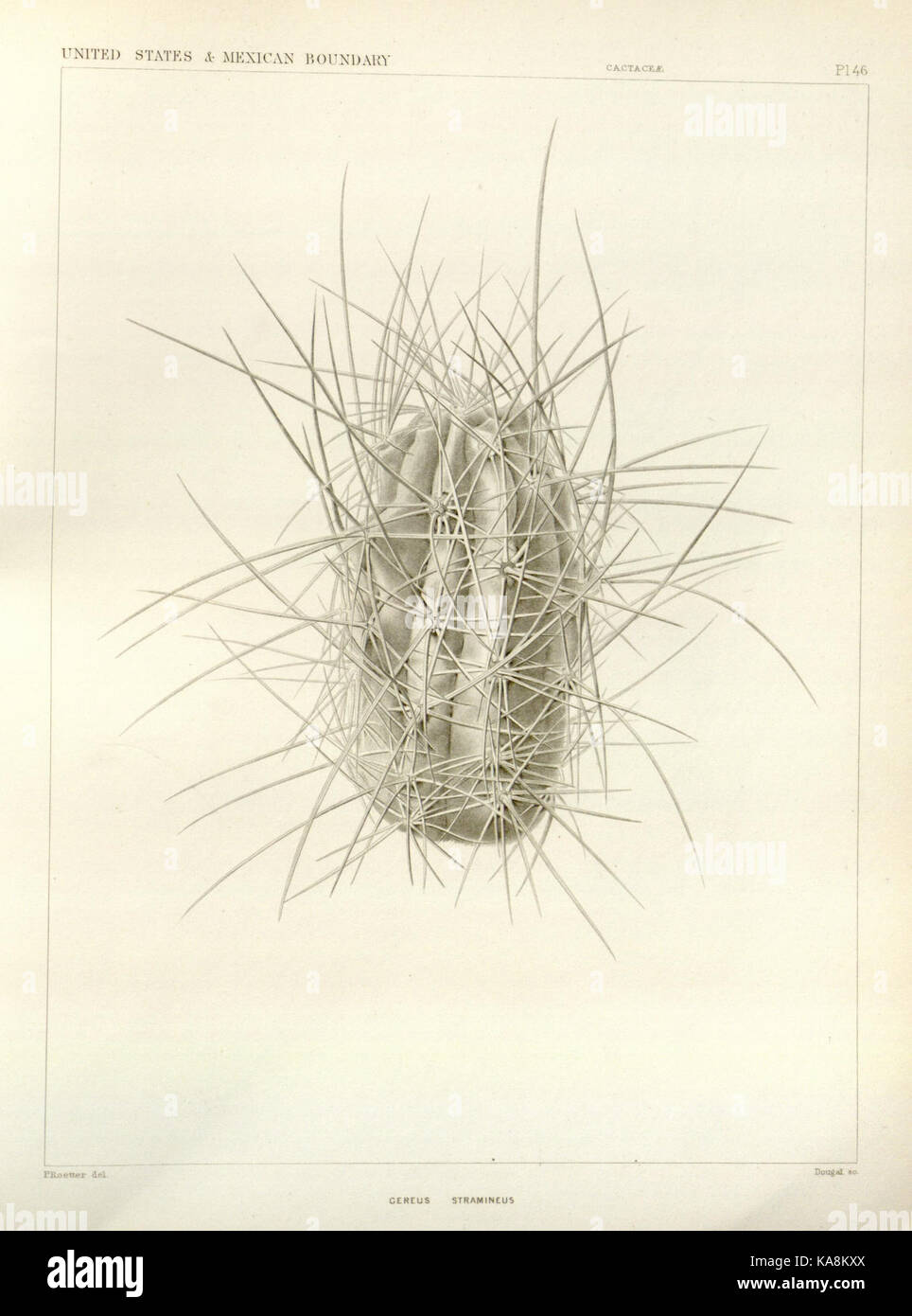 The botanical works of the late George Engelmann, collected for Henry ...