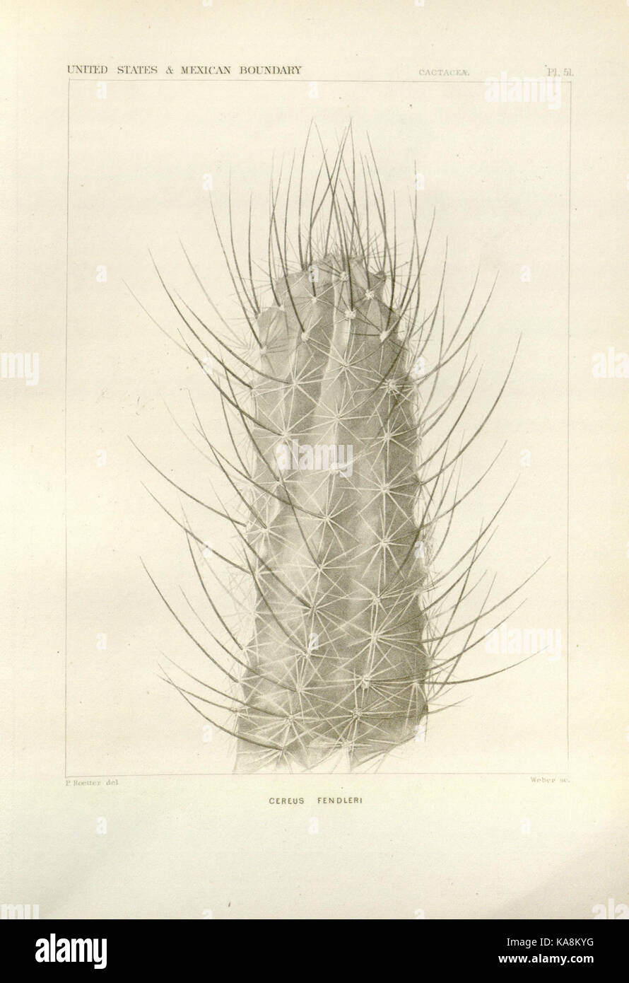 The botanical works of the late George Engelmann, collected for Henry ...