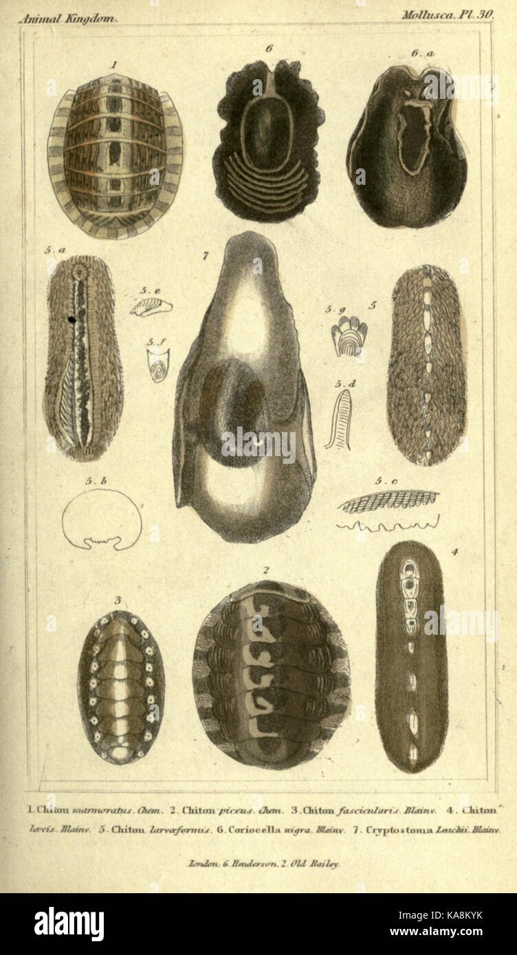 The animal kingdom, arranged according to its organization, serving as ...