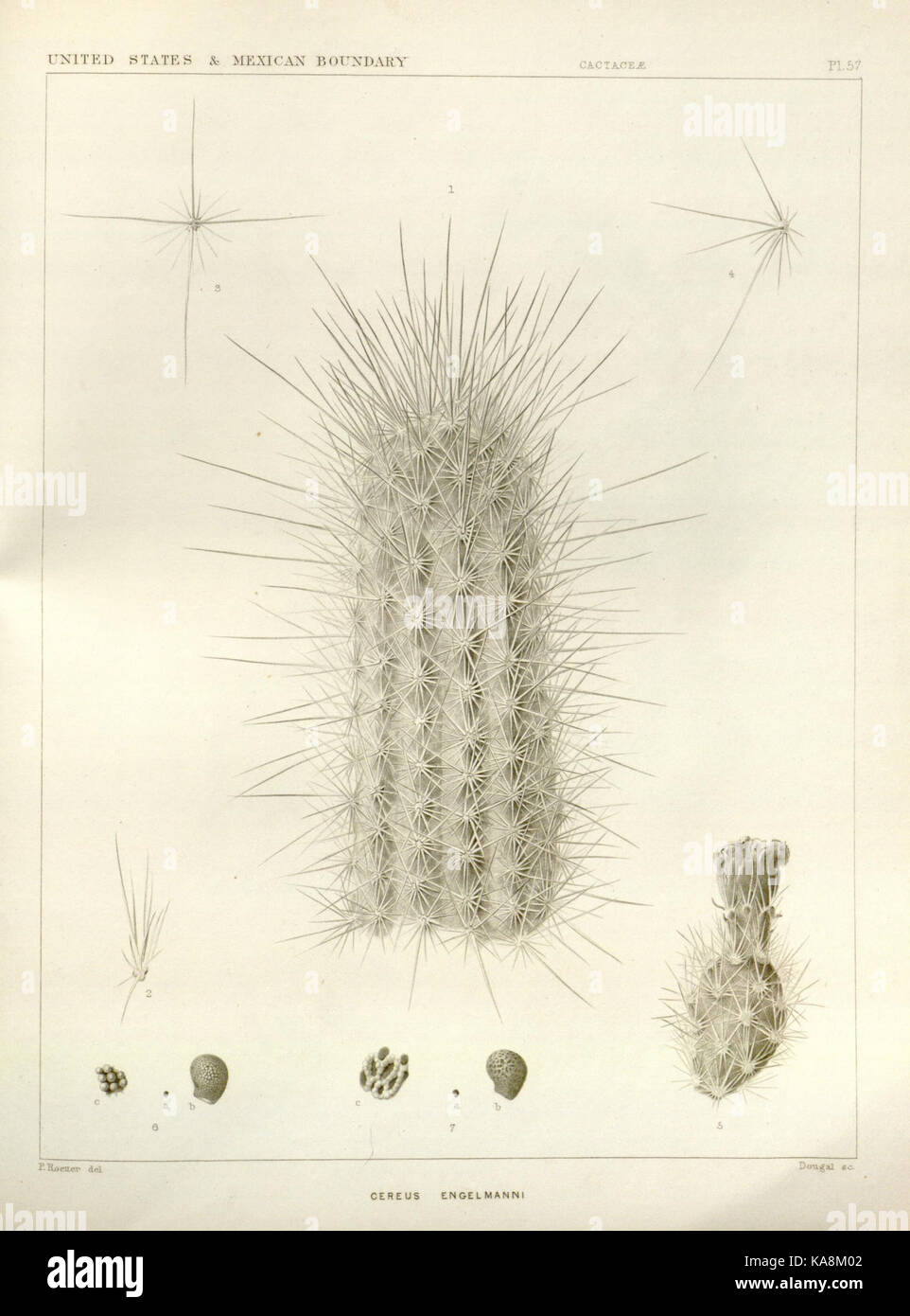 The botanical works of the late George Engelmann, collected for Henry ...