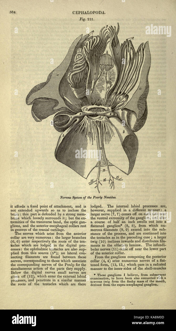 Cyclopædia of anatomy hi-res stock photography and images - Alamy