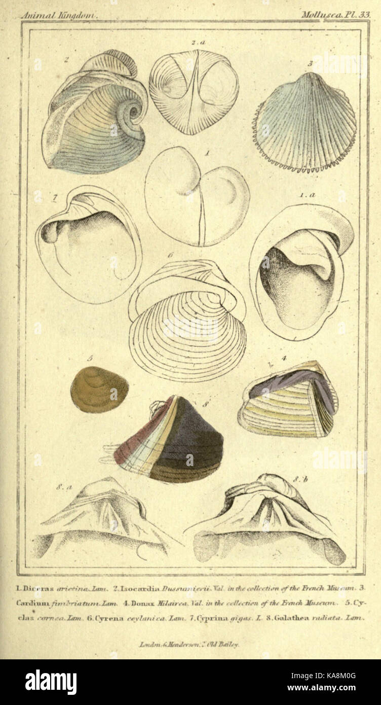 The animal kingdom, arranged according to its organization, serving as ...