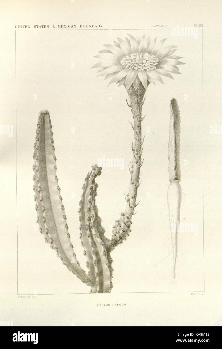 An illustration from 'The Botanical Works of the Late George Engelmann ...