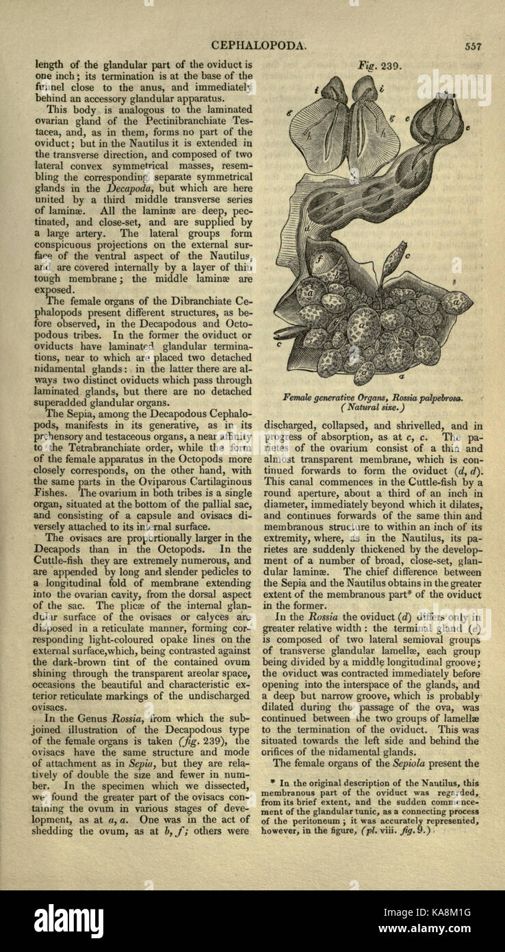 The cyclopaedia of anatomy and physiology (Page 557) BHL21559963 Stock ...