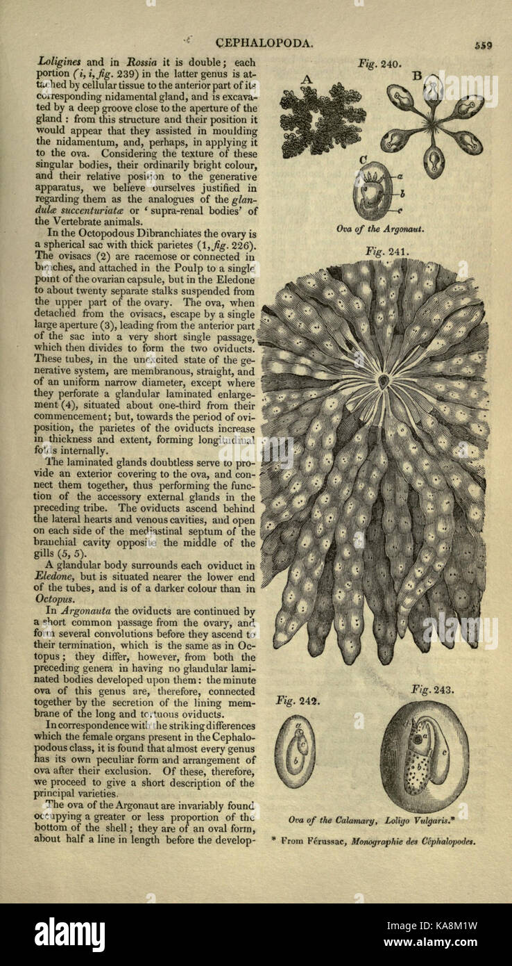 The cyclopaedia of anatomy and physiology (Page 559) BHL21559965 Stock ...
