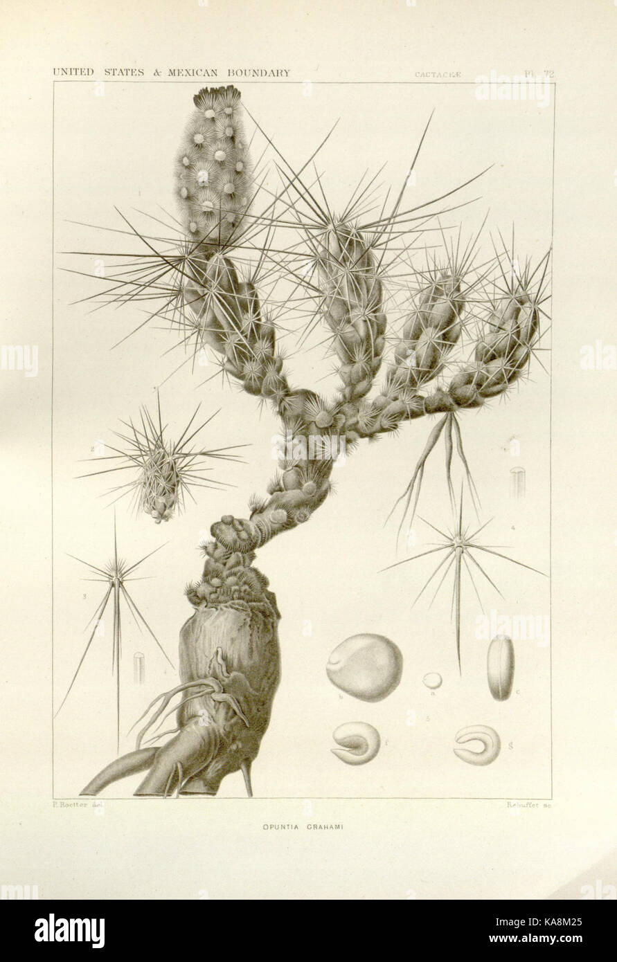The botanical works of the late George Engelmann, collected for Henry ...