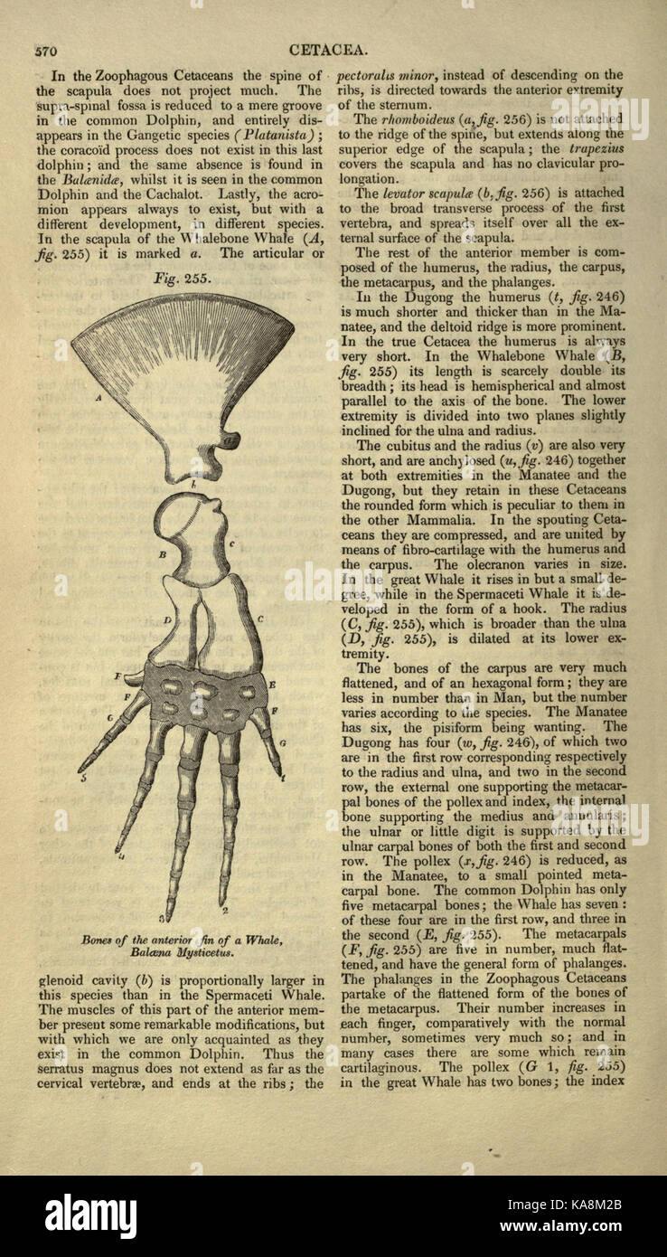 The cyclopaedia of anatomy and physiology (Page 570) BHL21559976 Stock ...