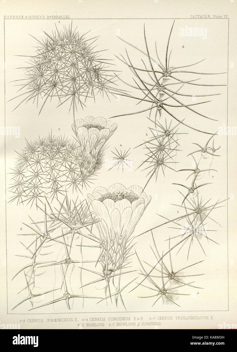The botanical works of the late George Engelmann, collected for Henry ...