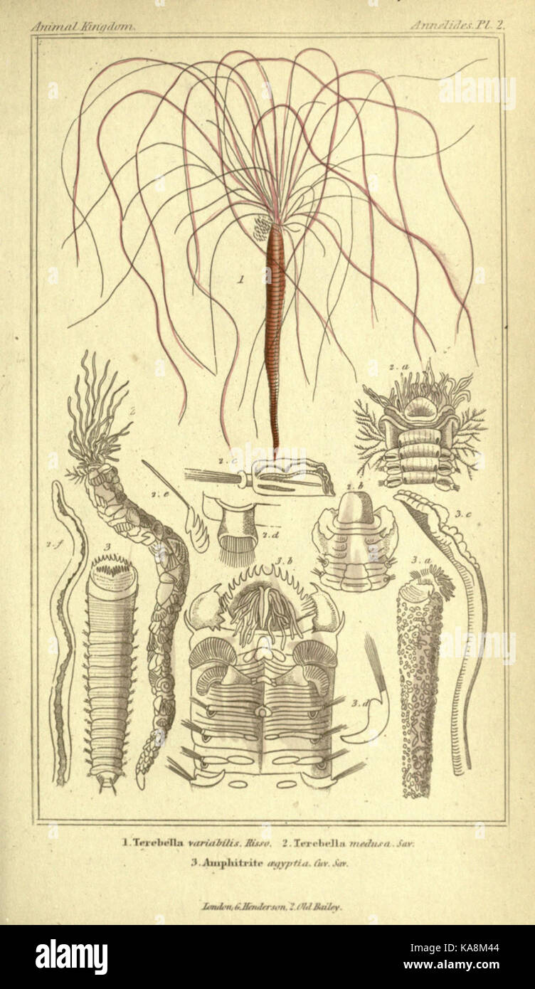 Plate 2 from 'The Animal Kingdom,' a historical work on the ...
