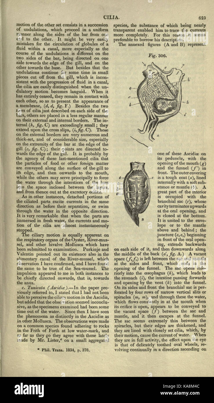 Cyclopædia of anatomy hi-res stock photography and images - Alamy