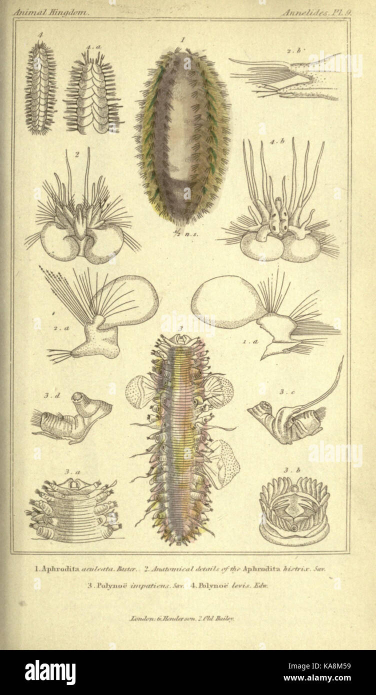 A scientific illustration from 'The Animal Kingdom,' showcasing various ...