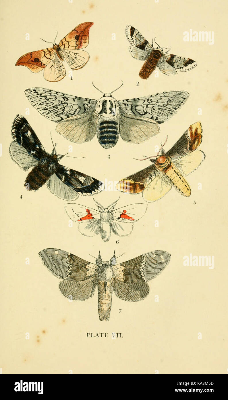 This plate from 'The Common Moths of England' shows various species of ...