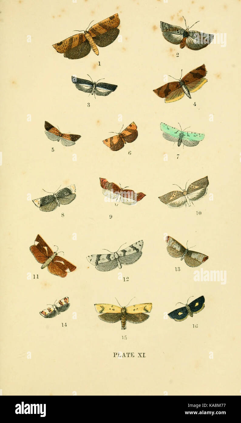 Detailed illustration of various species of moths hi-res stock ...