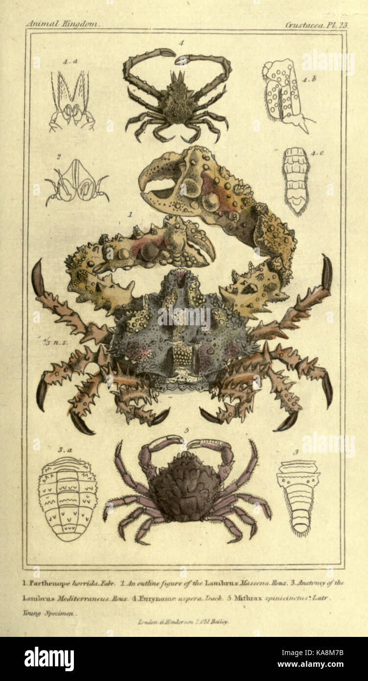 The animal kingdom, arranged according to its organization, serving as ...