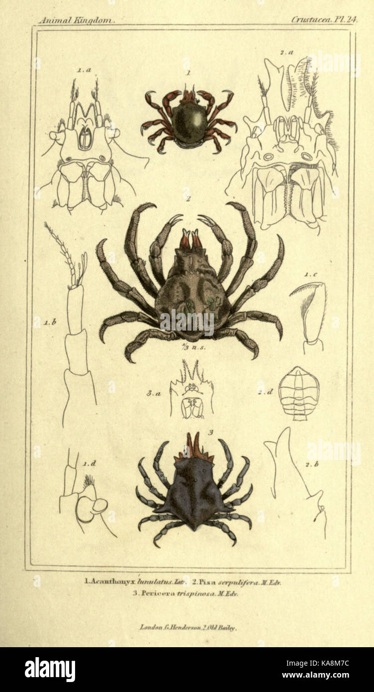 The animal kingdom, arranged according to its organization, serving as ...