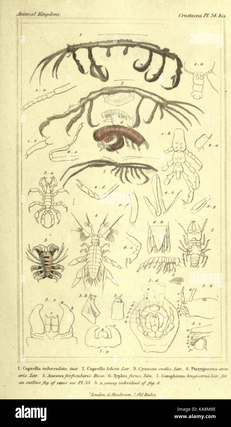 The animal kingdom, arranged according to its organization, serving as ...