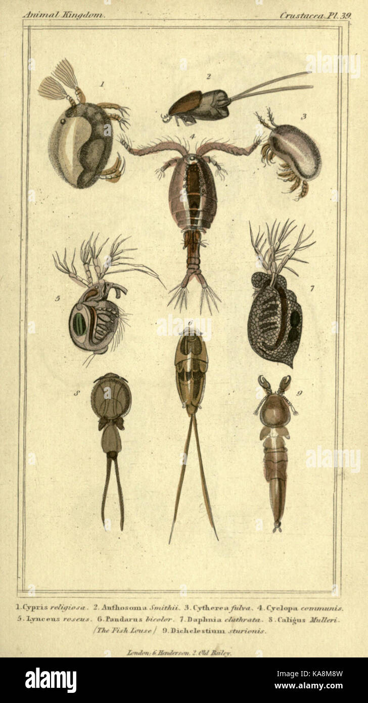 This illustration from a natural history text shows the classification ...