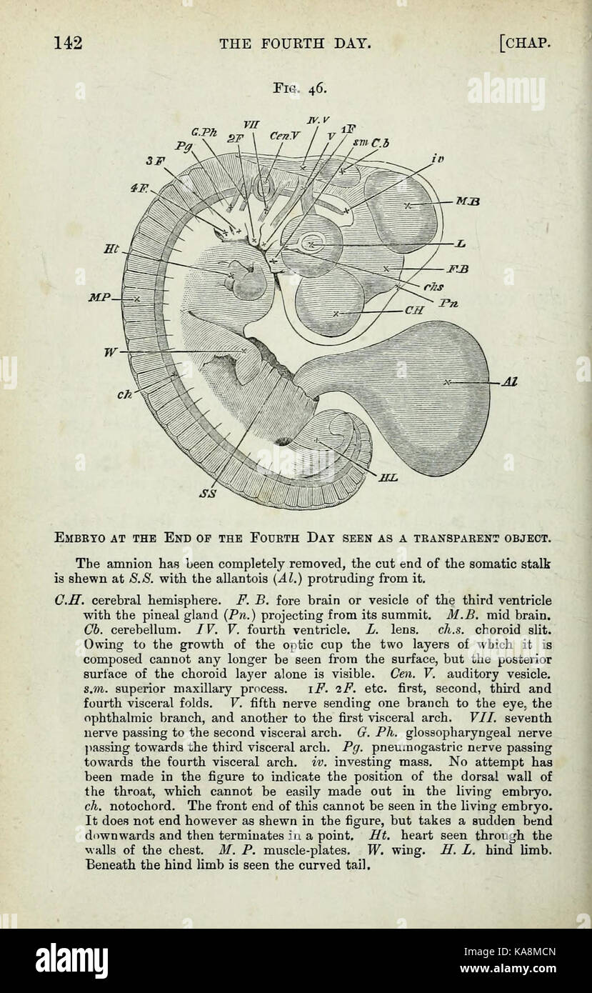 Scientific study on embryology hi-res stock photography and images - Alamy