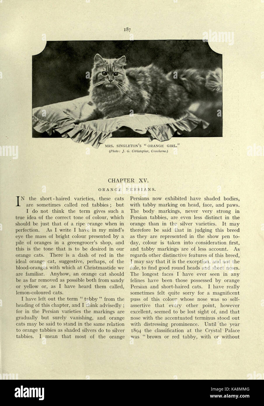 The book of the cat BHL23996481 Stock Photo - Alamy