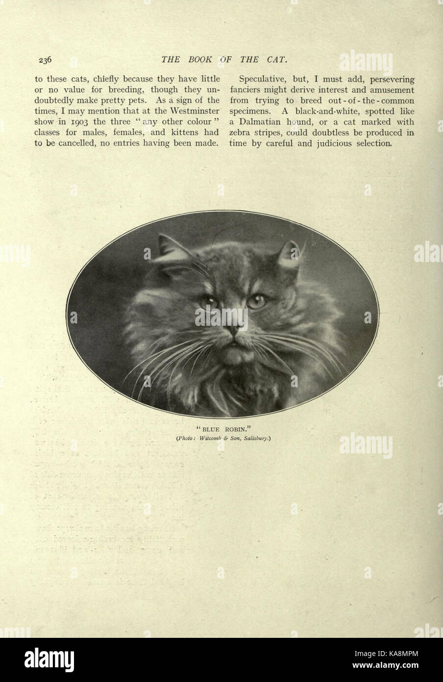 An illustrated edition of 'The Book of the Cat,' a historical work ...