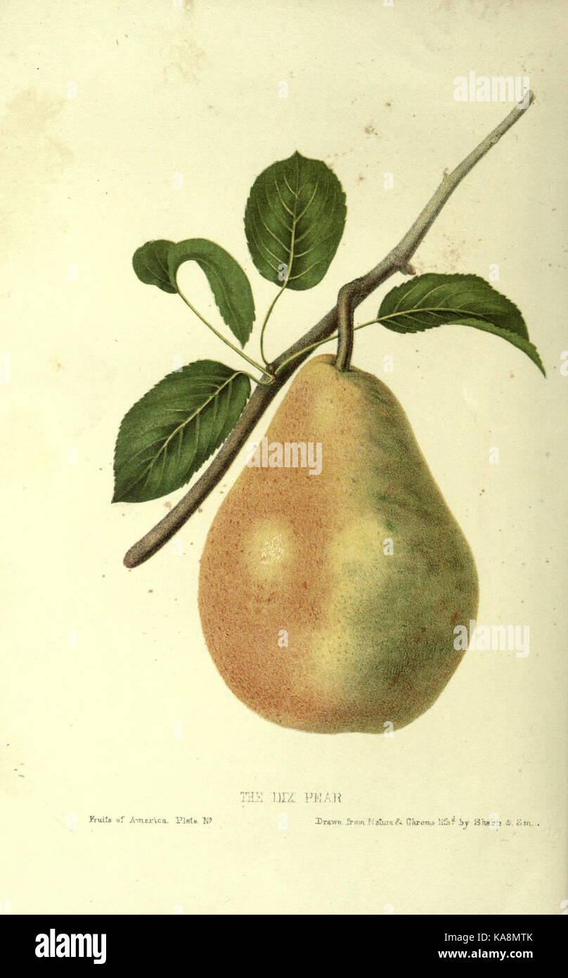 The fruits of America (Plate 33) (6045093039 Stock Photo - Alamy