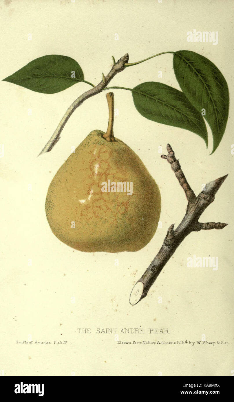 The fruits of America (Plate 38) (6045094017 Stock Photo - Alamy