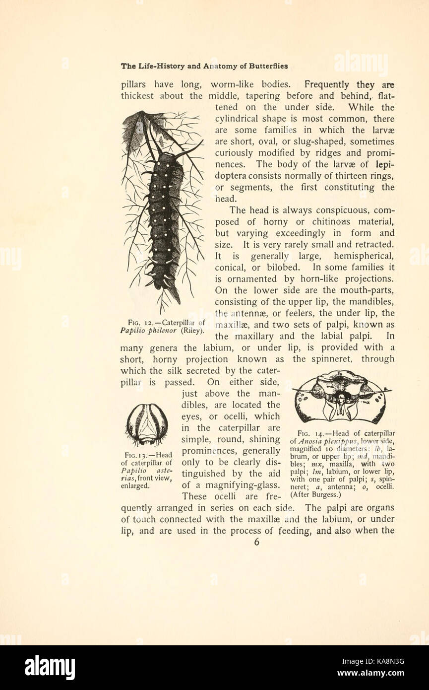Illustrations from 'The Butterfly Book' featuring detailed depictions ...